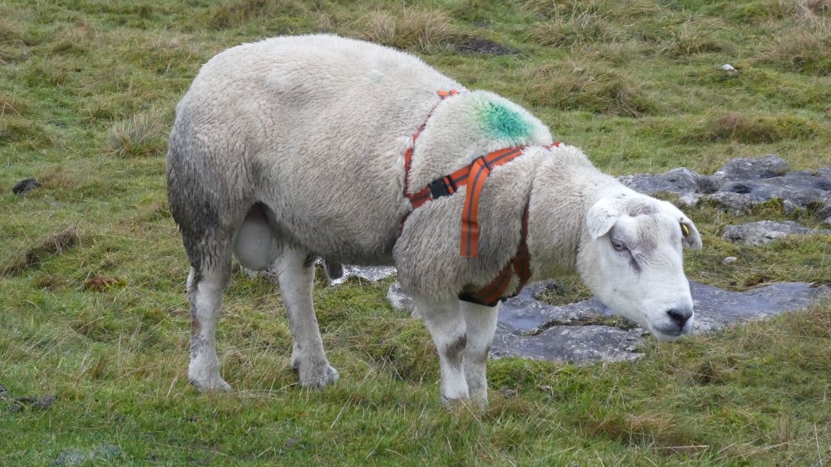 Visit Settle - Nature